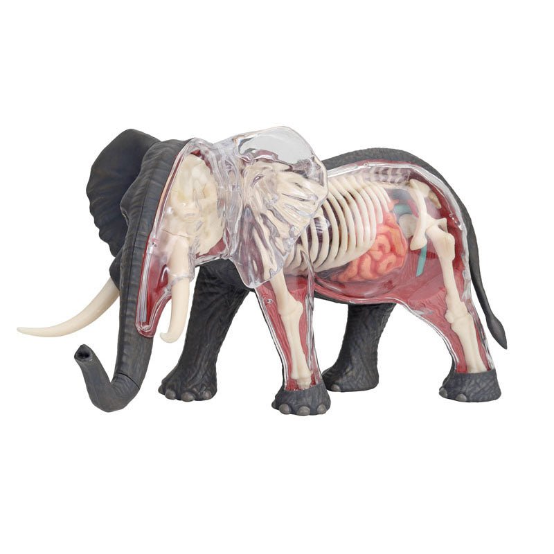 4D Elephant Anatomy Model | Safari Ltd®