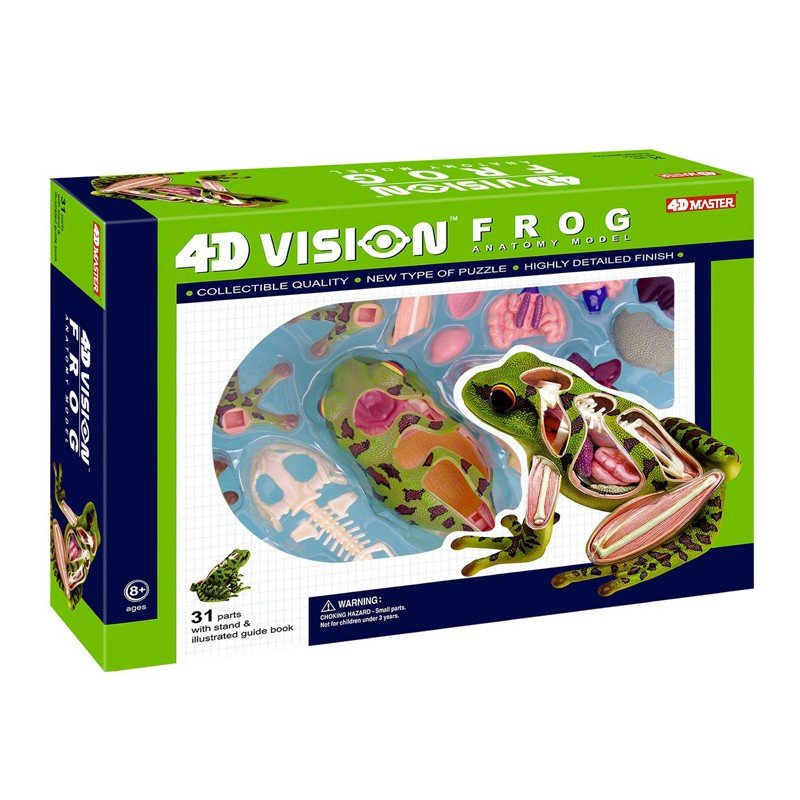 4D Vision Frog Anatomy Model | | Safari Ltd®