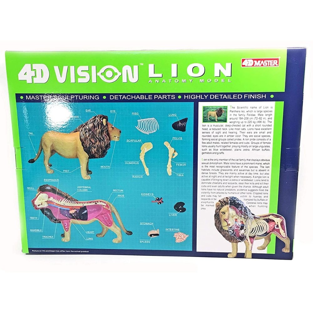 4D Lion Anatomy Model | Safari Ltd®