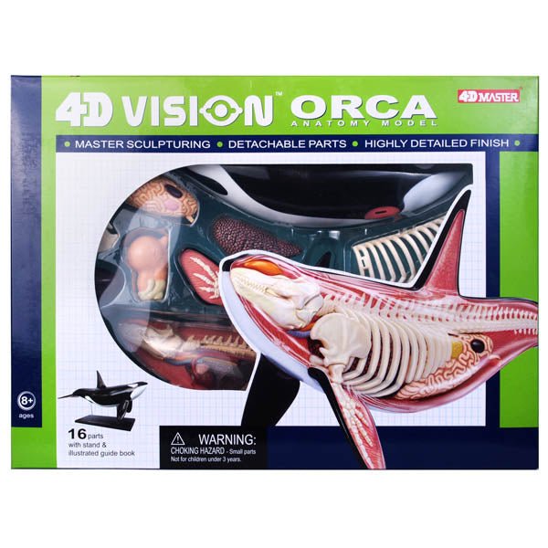 4D Vision Orca Anatomy Model | Safari Ltd®