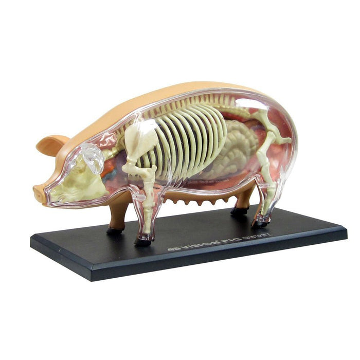 Pig Skeleton Anatomy