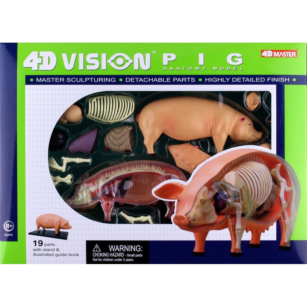 Pig Anatomy Pictures