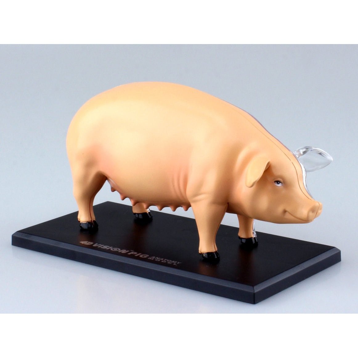 4D Vision Pig Anatomy Model | Safari Ltd®