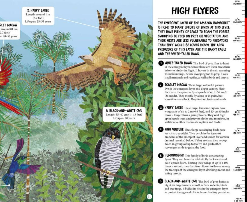 All the Way Down: Amazon Rainforest Book | | Safari Ltd®