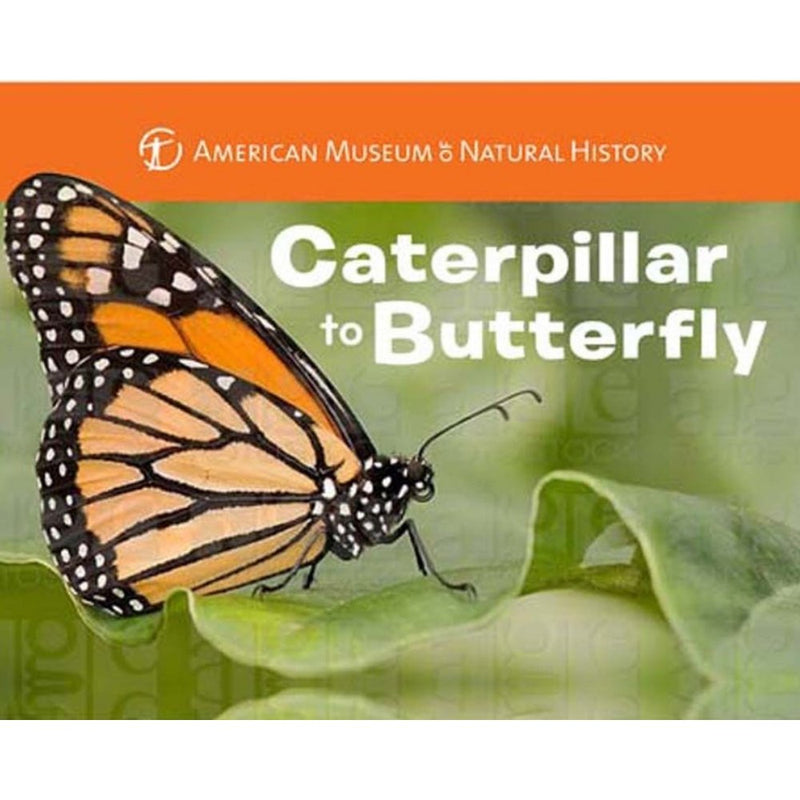 Caterpillar to Butterfly Book | Safari Ltd®