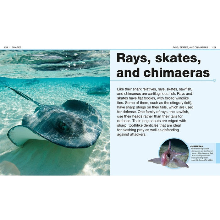 DK Pocket Genius: Sharks | Safari Ltd®