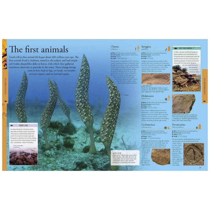 DK Visual Encyclopedia of Dinosaurs | Safari Ltd®