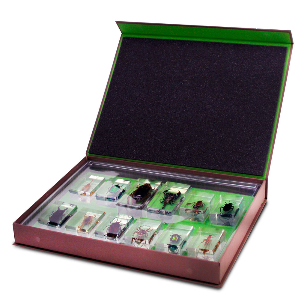 All Educational Toys, Games, Supplies, & Accessories | Safari Ltd®