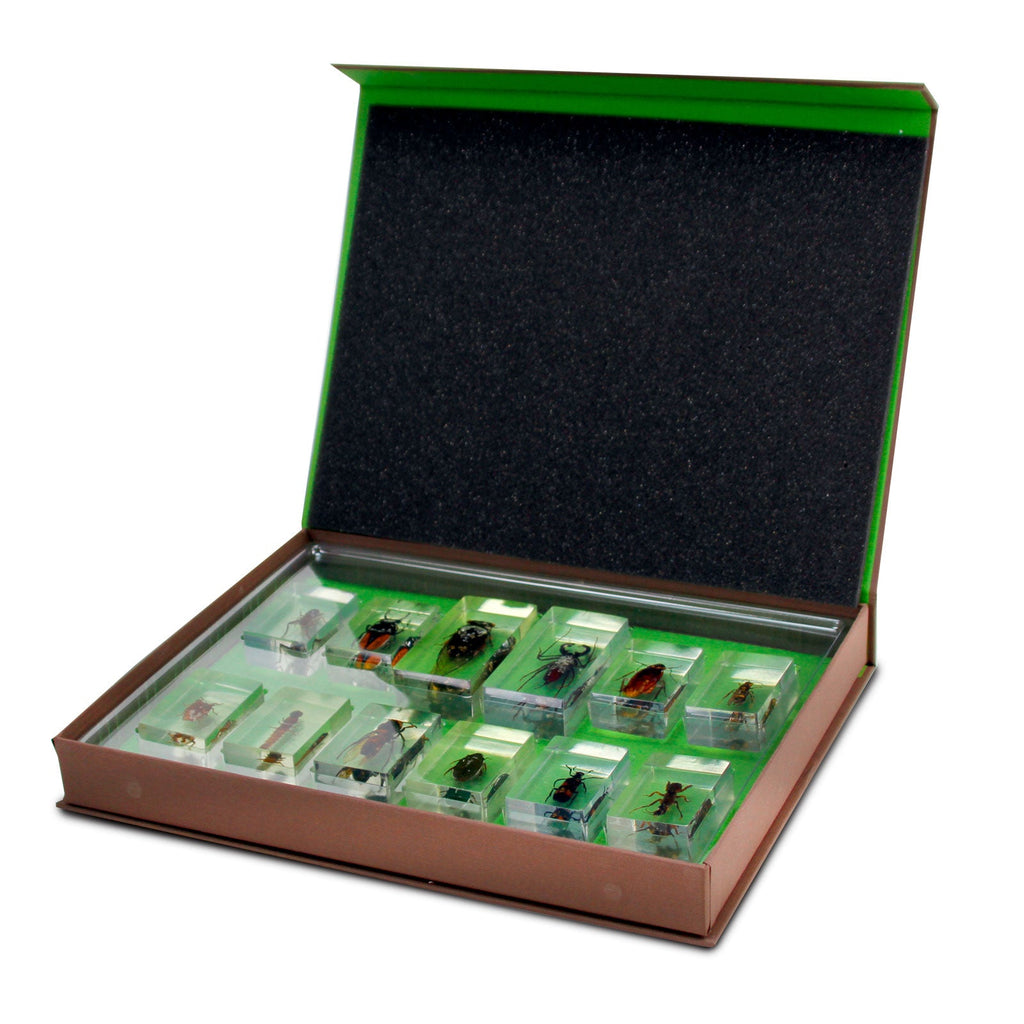 All Educational Toys, Games, Supplies, & Accessories | Safari Ltd®