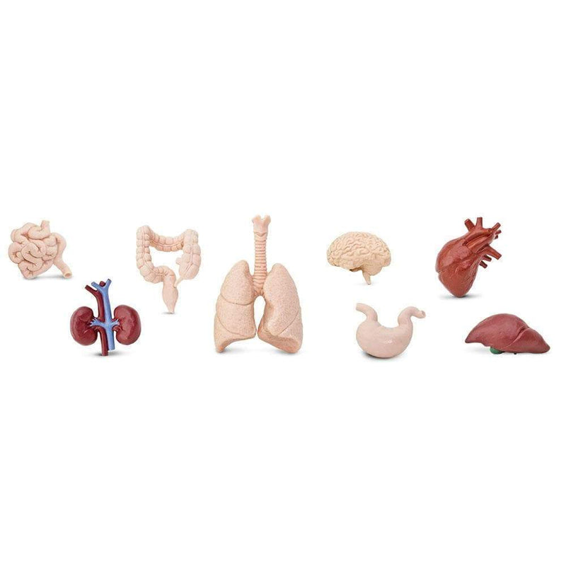 Human Organs Anatomy Figurine Bulk Bag | Safari Ltd®