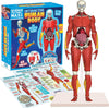 Interactive Human Body Toy - STEM Anatomy Model for Kids | Be Amazing ...