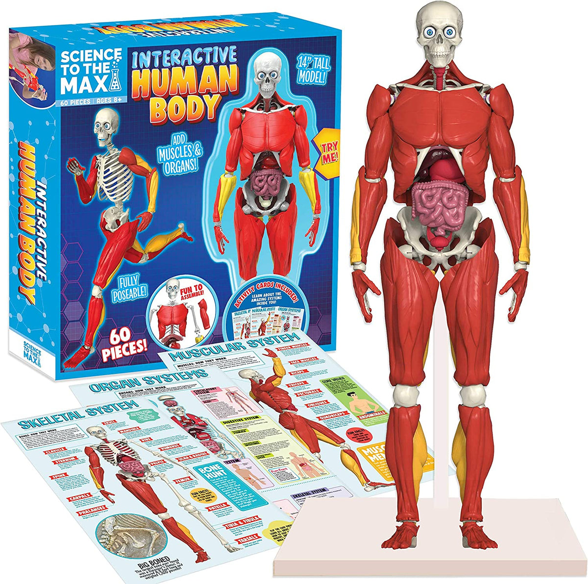 Interactive Human Body Toy - STEM Anatomy Model for Kids | Be Amazing ...