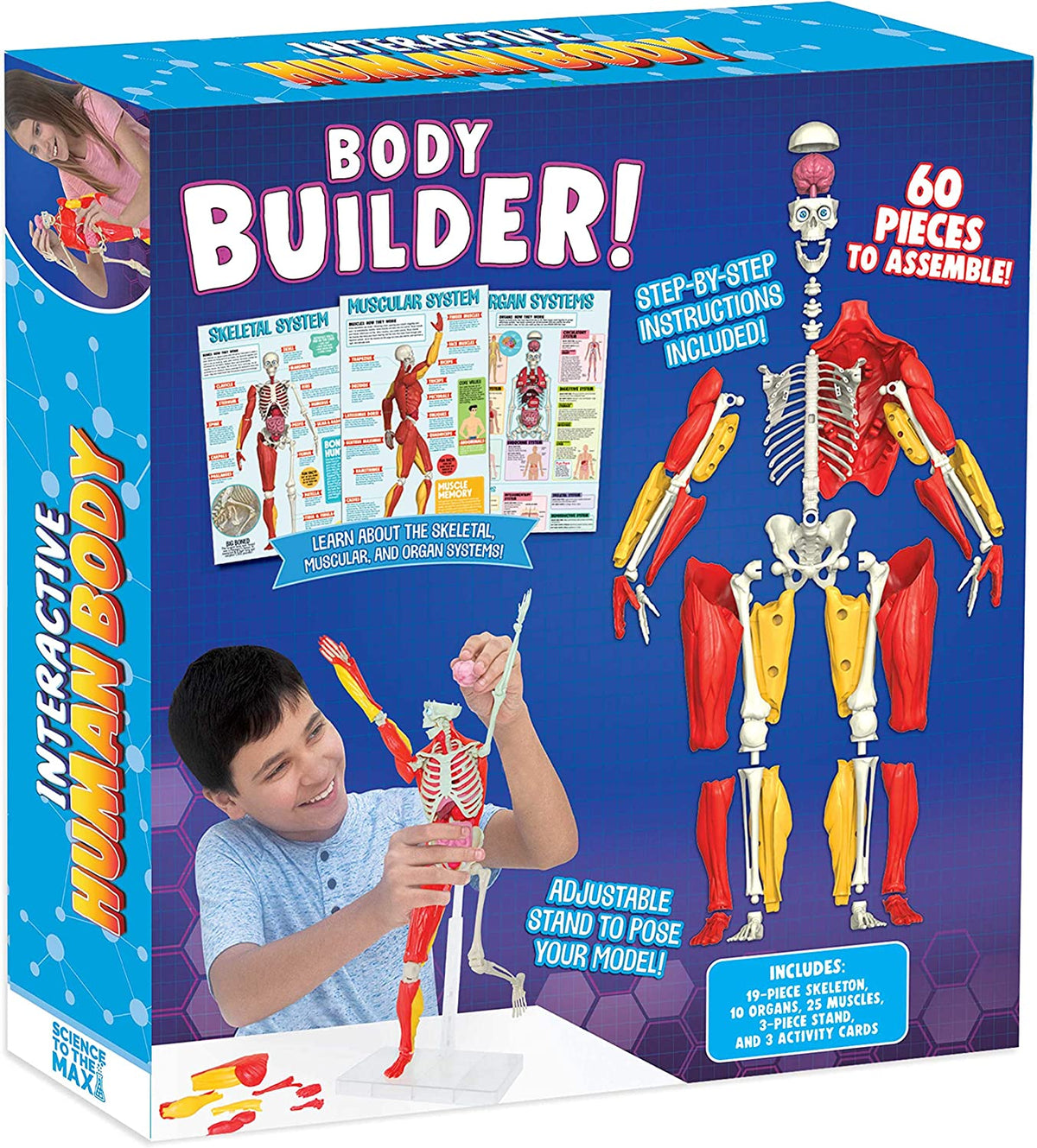 Interactive Human Body Toy - STEM Anatomy Model for Kids | Be Amazing ...