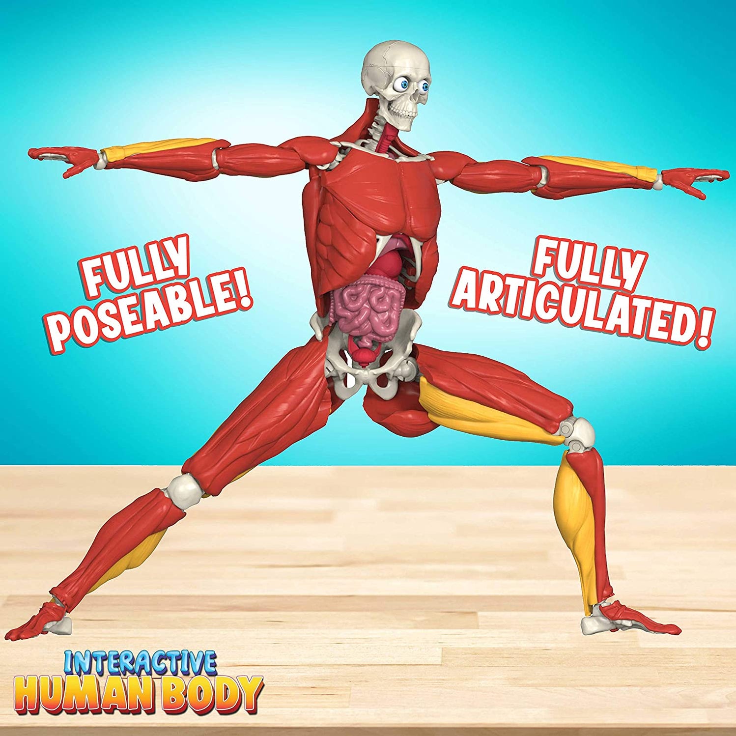 Interactive Human Body Toy | Educational Toys | Safari Ltd®