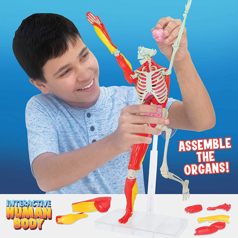 Interactive Human Body Toy - STEM Anatomy Model for Kids | Be Amazing ...