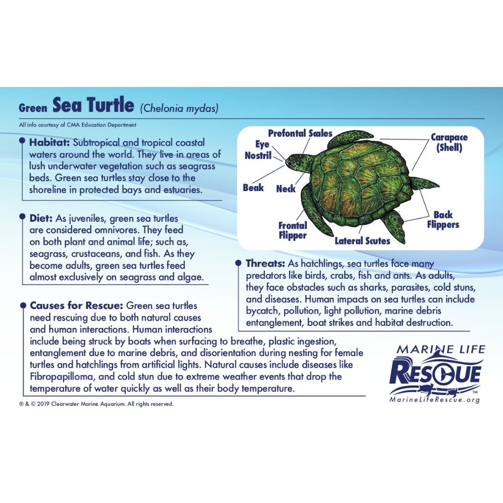 Turtle in Rescue Stretcher | Safari Ltd®