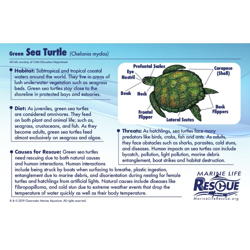 Turtle in Rescue Stretcher | Safari Ltd®