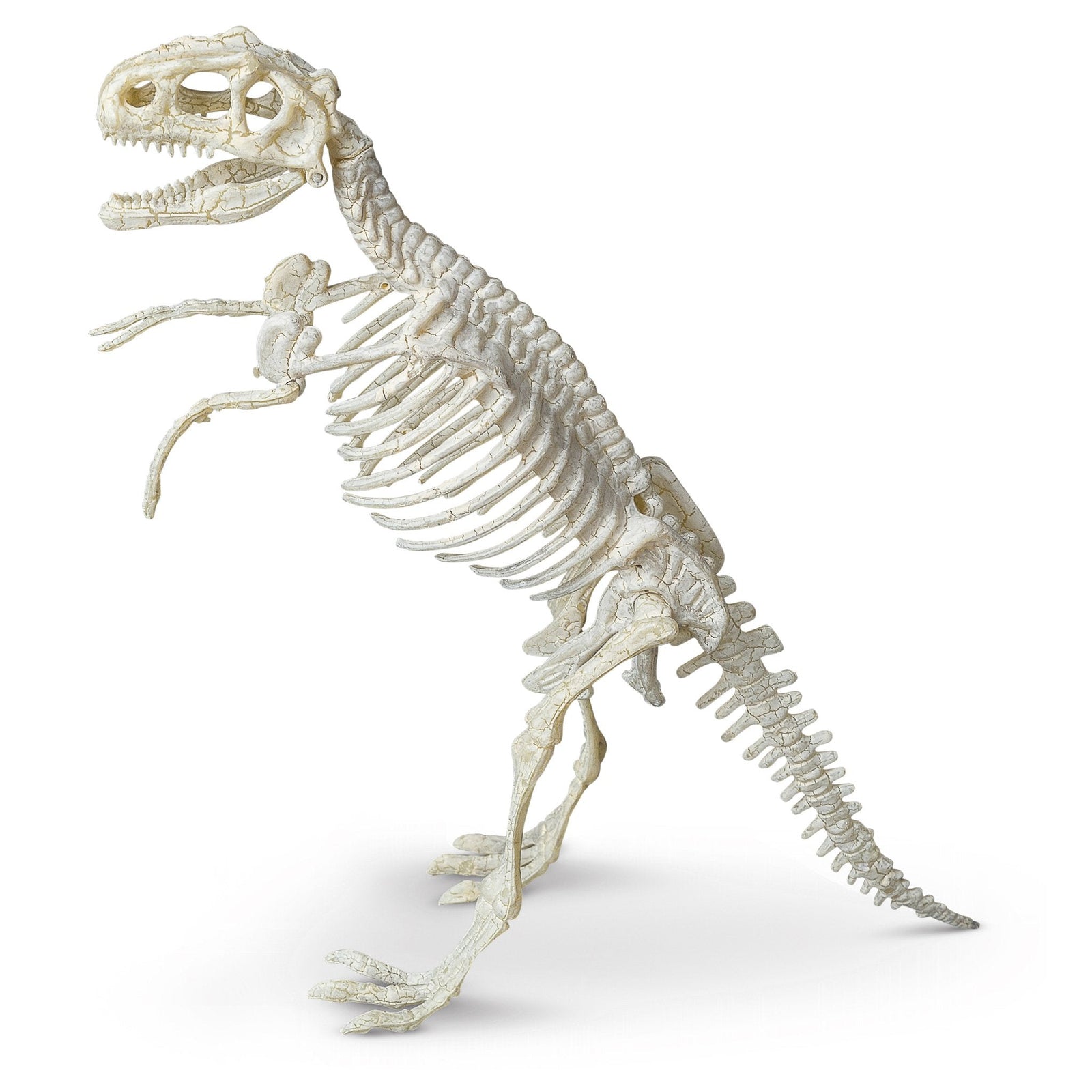 Tyrannosaurus Paleontology Kit | Safari Ltd®